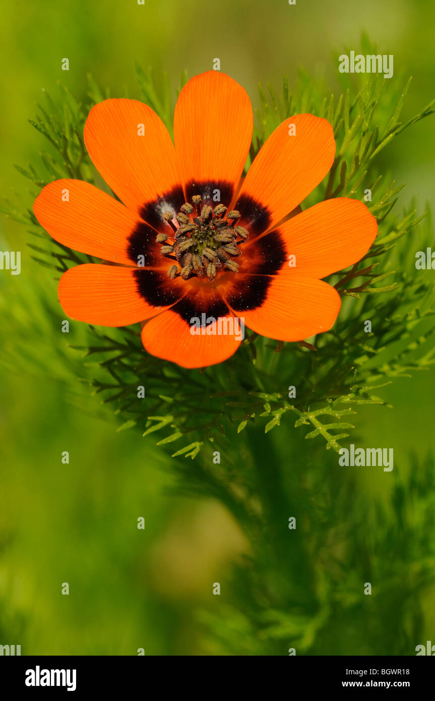 Summer Adonis (Adonis aestivalis Stock Photo - Alamy