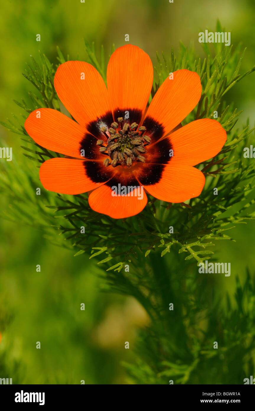 Summer Adonis (Adonis aestivalis Stock Photo - Alamy