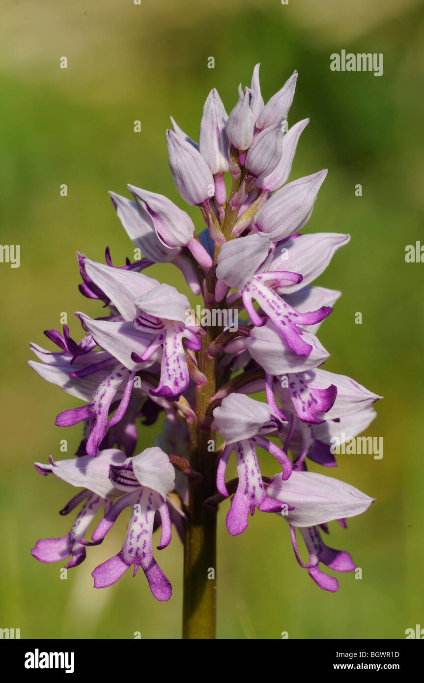 Helmet orchid (Orchis militaris Stock Photo - Alamy
