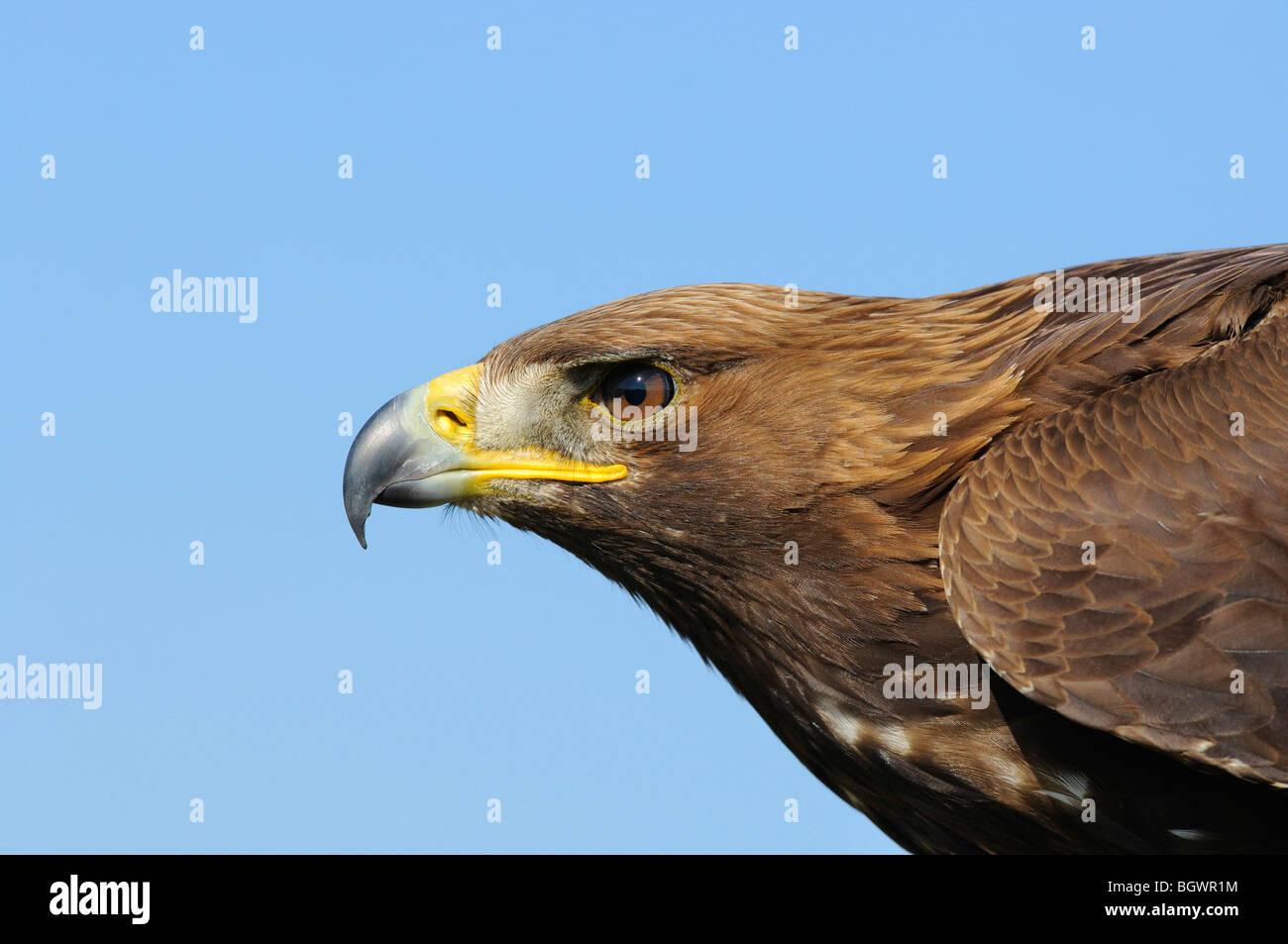 Golden eagle (Aquila chrysaetos Stock Photo - Alamy