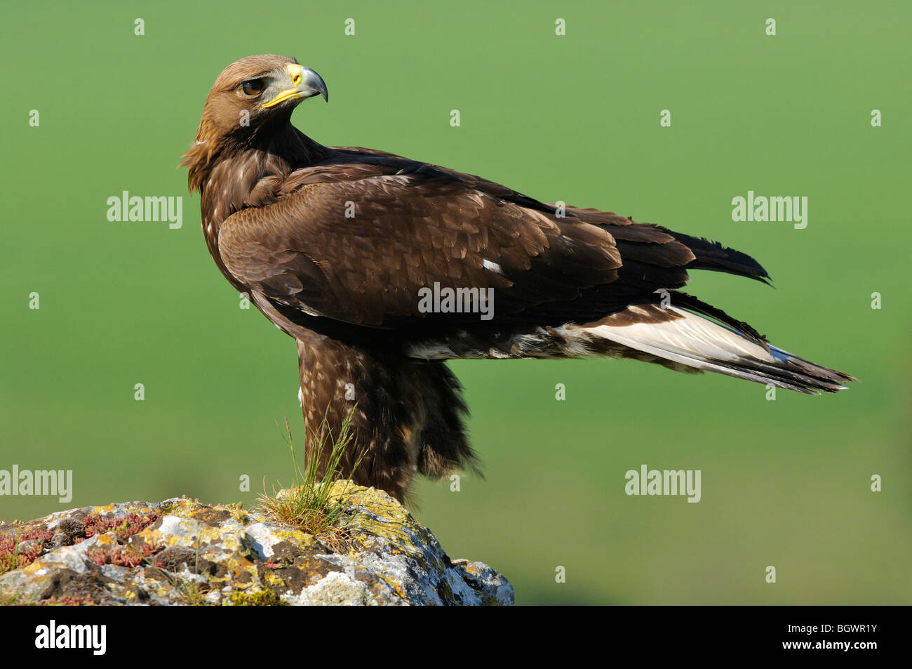 Golden eagle (Aquila chrysaetos Stock Photo - Alamy