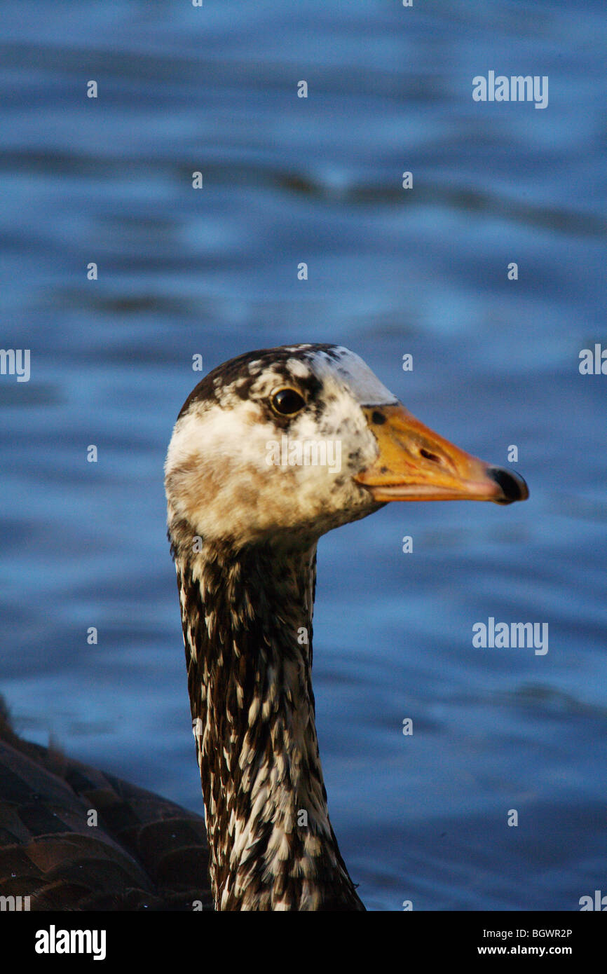 CLOSEUP PORTRAIT OLD GRAY GOOSE HEN GOLDEN LIGHT GEORGIA Stock Photo ...