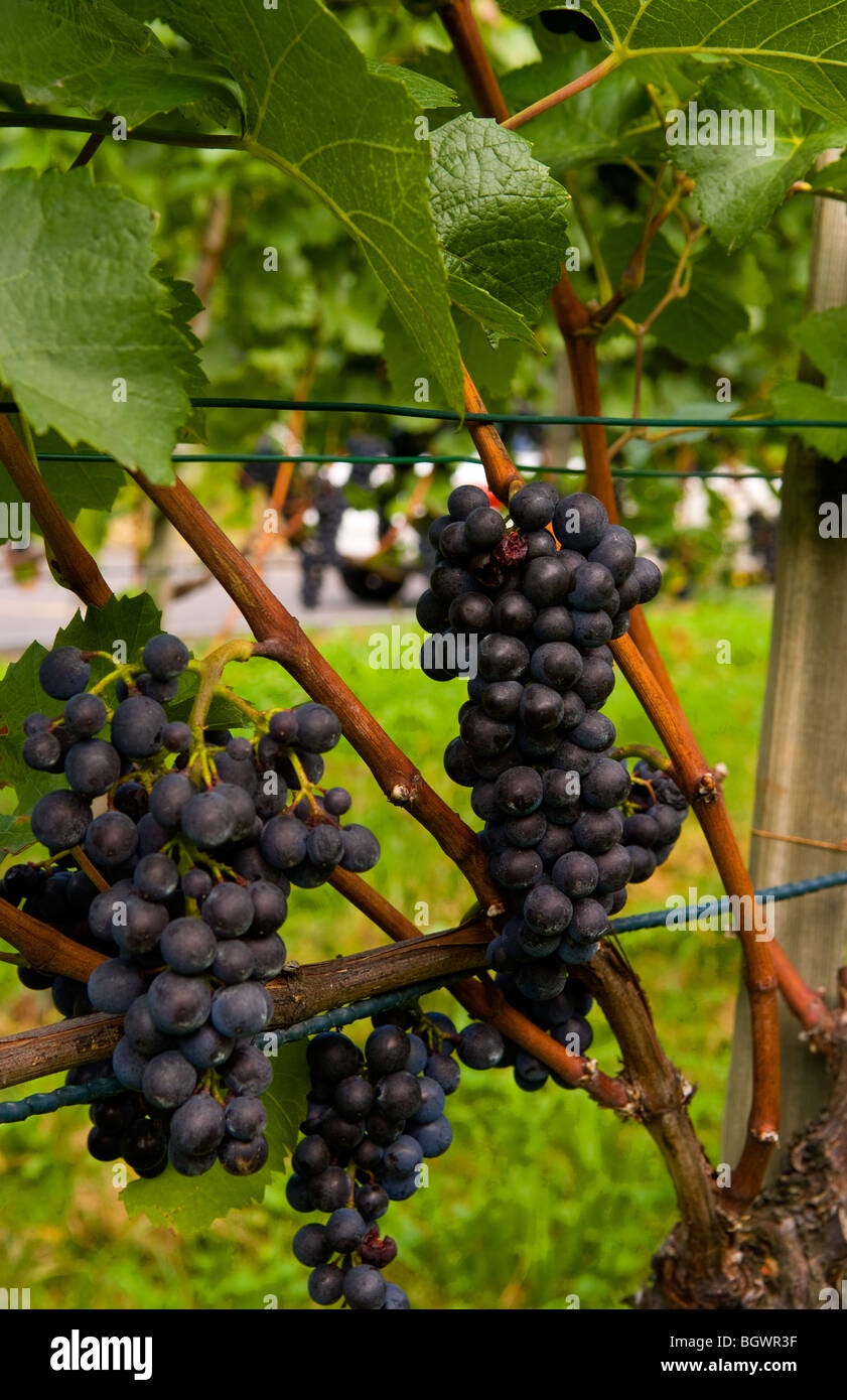 Close up of grapes atHofkellerei Winery with grapes in small remote ...