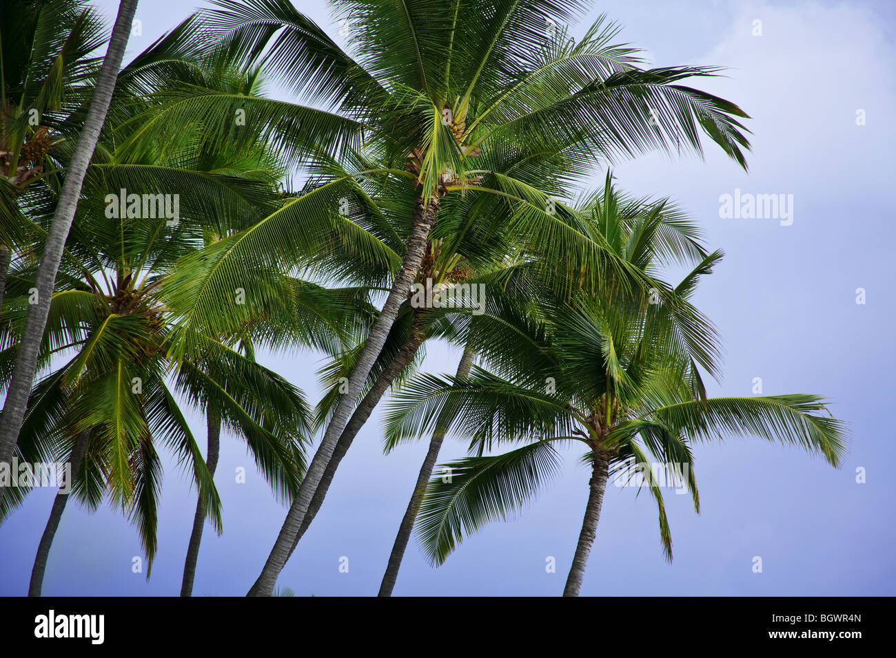 Hawaiian Palm Trees