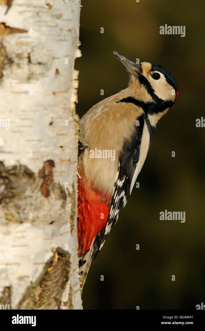 Great Spotted Woodpecker (Dendrocopos major Stock Photo - Alamy