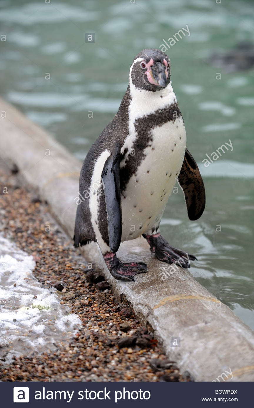 Humboldt Penguins Peru Stock Photos & Humboldt Penguins Peru Stock ...