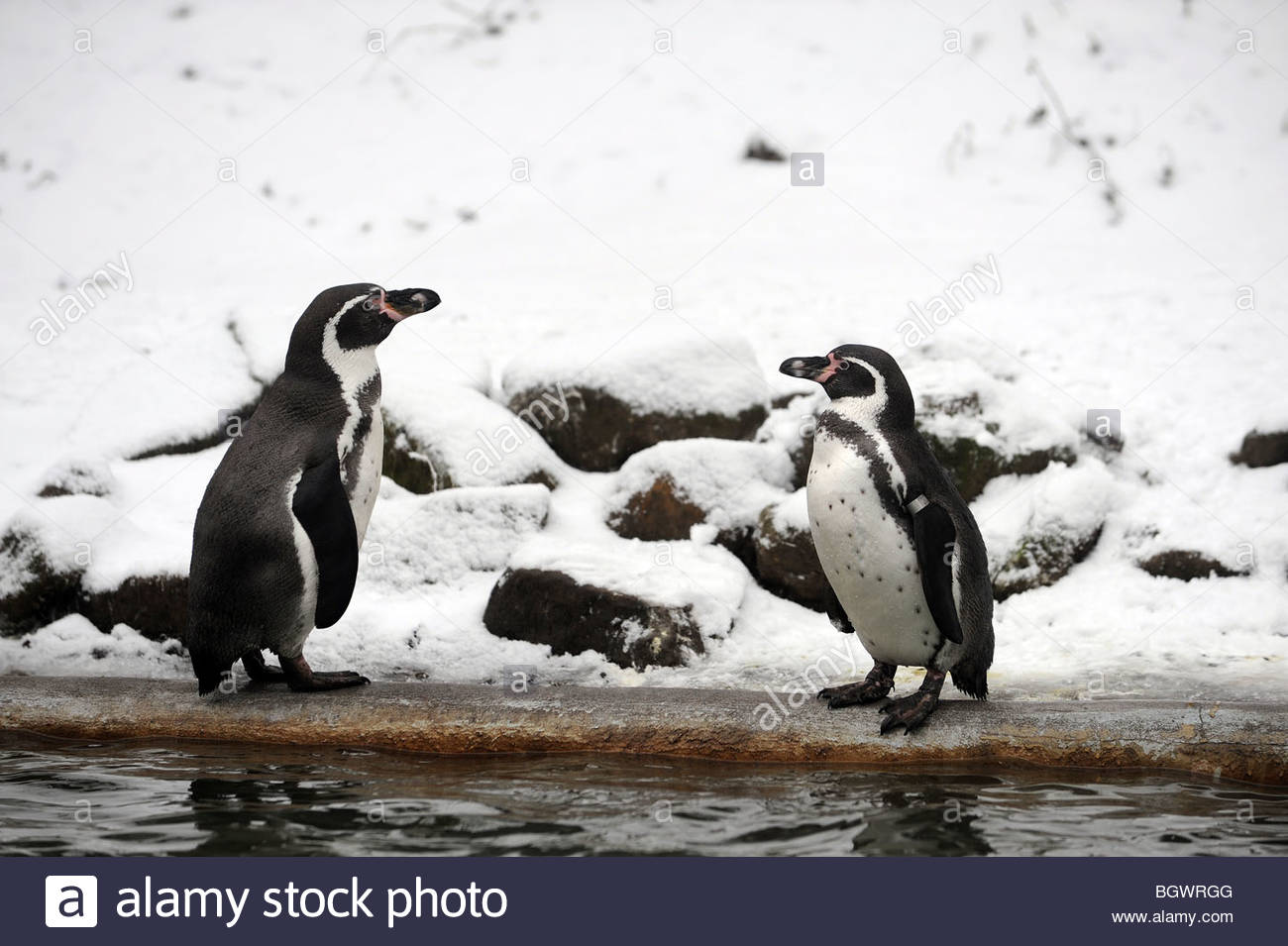 Humboldt Penguins Peru Stock Photos & Humboldt Penguins Peru Stock ...
