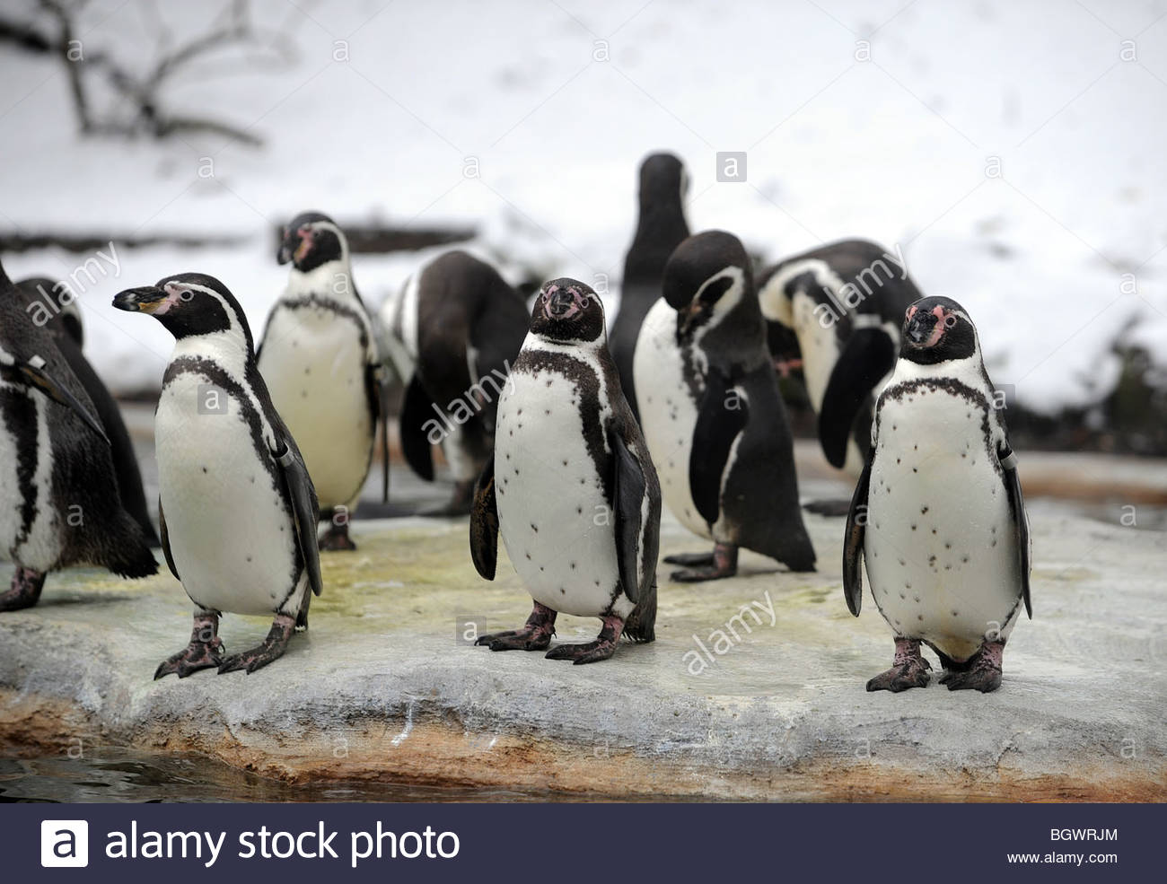 Humboldt Penguins Peru Stock Photos & Humboldt Penguins Peru Stock ...