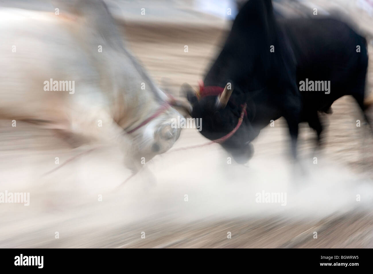 Two Brahman studs lock horns during a bull-butting contest in Fujairah ...