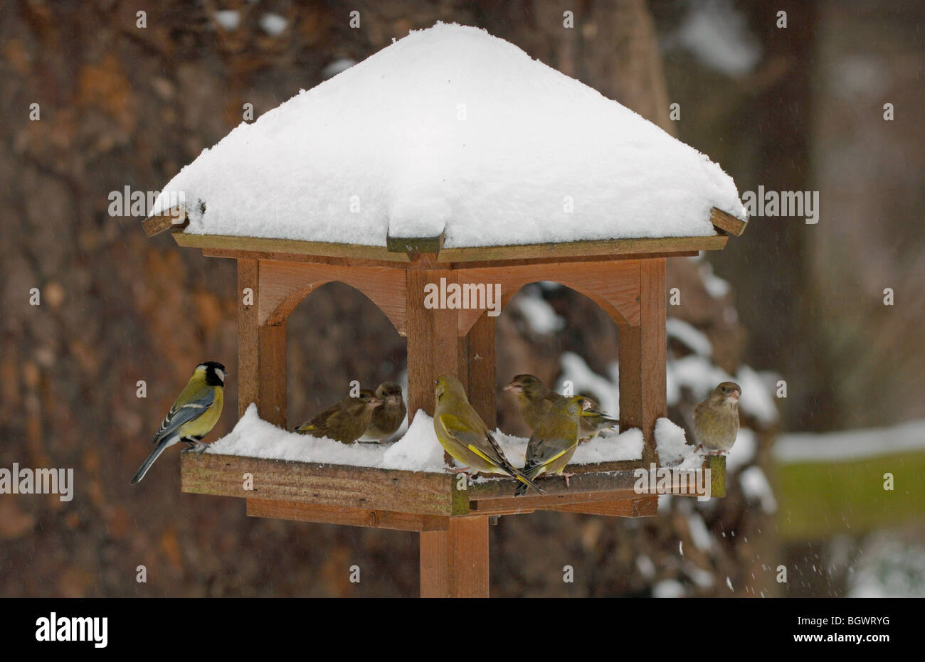 Birds in winter on bird table in snow Stock Photo - Alamy