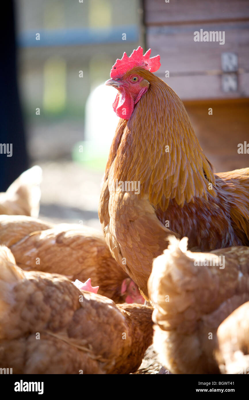 Rooster Roosters High Resolution Stock Photography and Images - Alamy