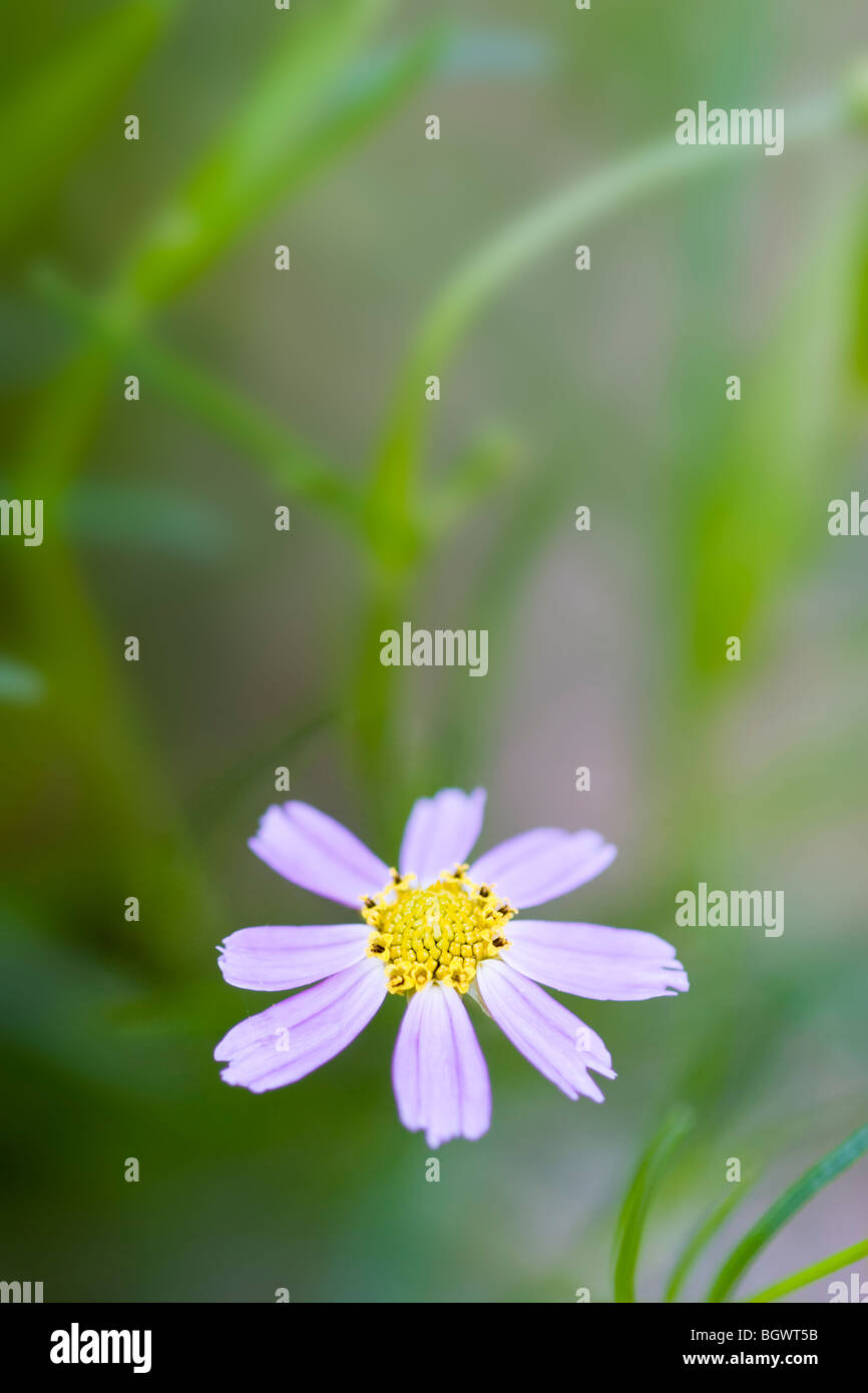 Coreopsis (Coreopsis sp Stock Photo - Alamy