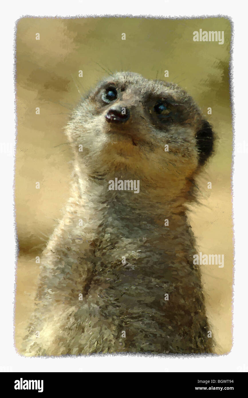 Meer cat cute hi-res stock photography and images - Alamy