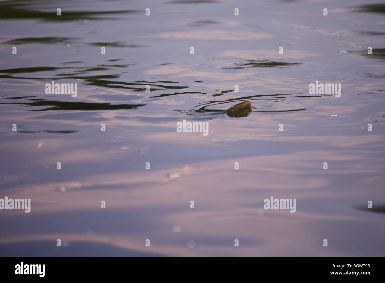 DORSAL FIN OF RAINBOW TROUT STICKING OUT OF WATER Stock Photo - Alamy