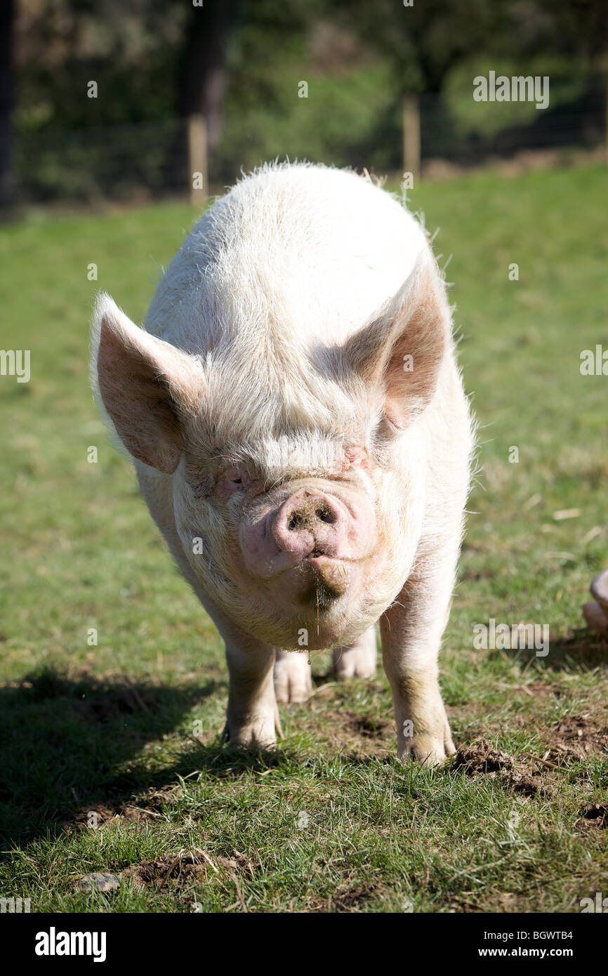 Ugly pig hi-res stock photography and images - Alamy