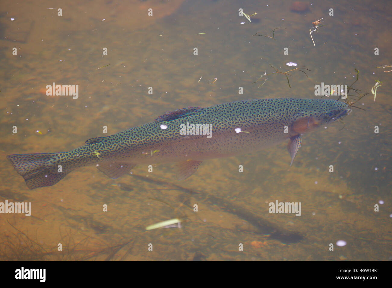 LARGE RAINBOW TROUT SWIMMING UNDERWATER Stock Photo - Alamy
