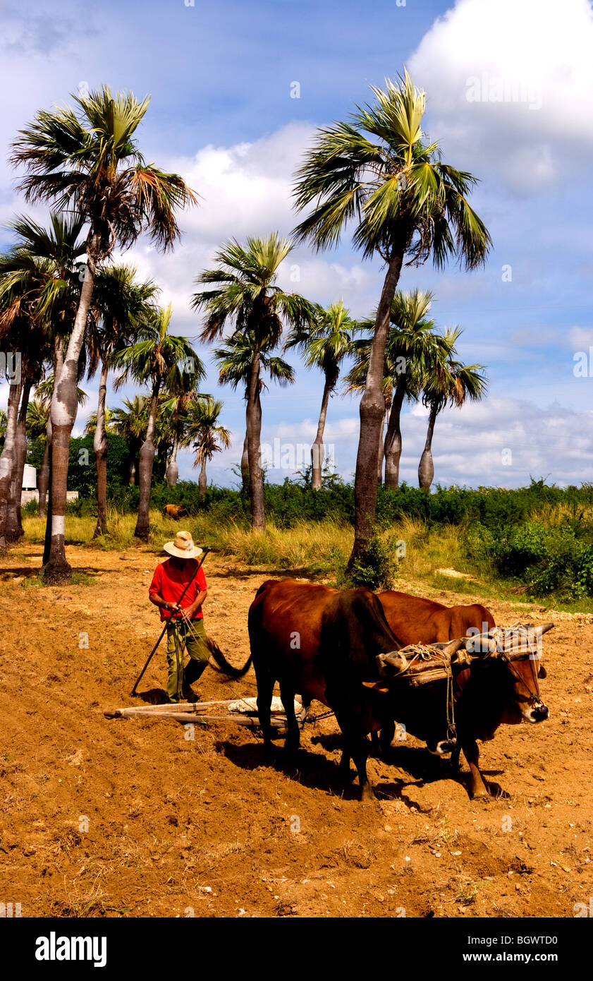 Old fashioned farming in tobacco fields in Sierra del Rosario mountains ...