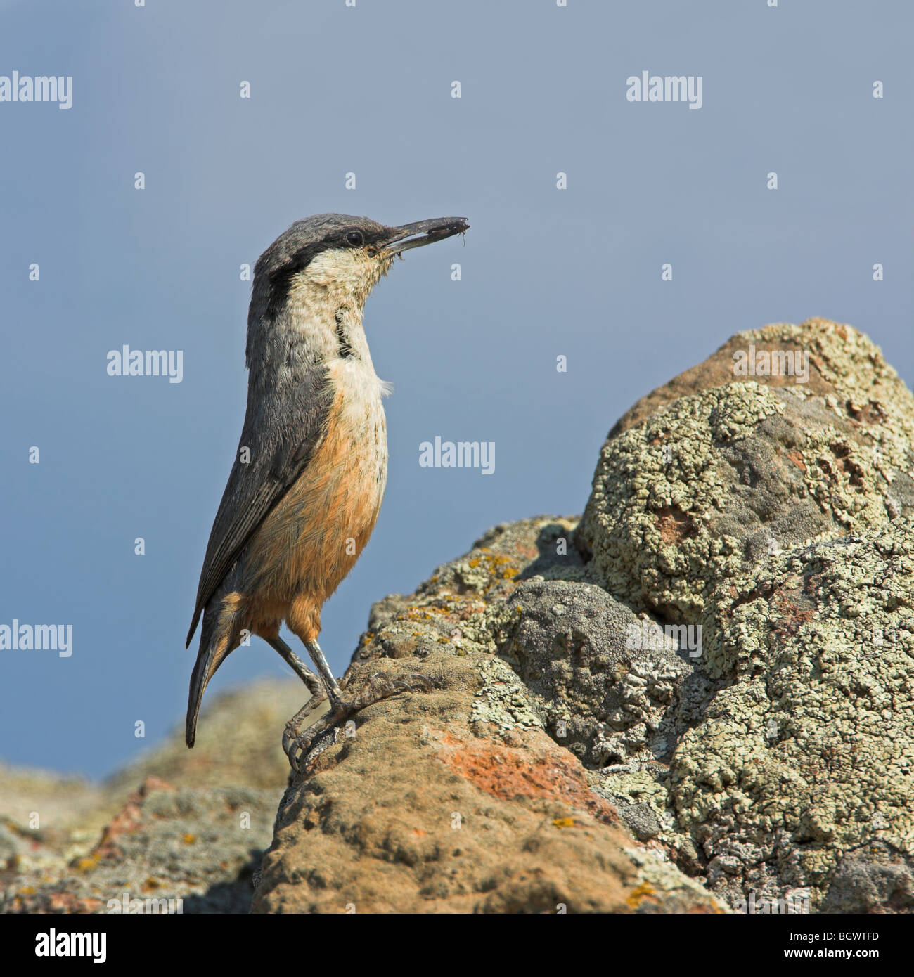 Rock nuthatch hi-res stock photography and images - Alamy