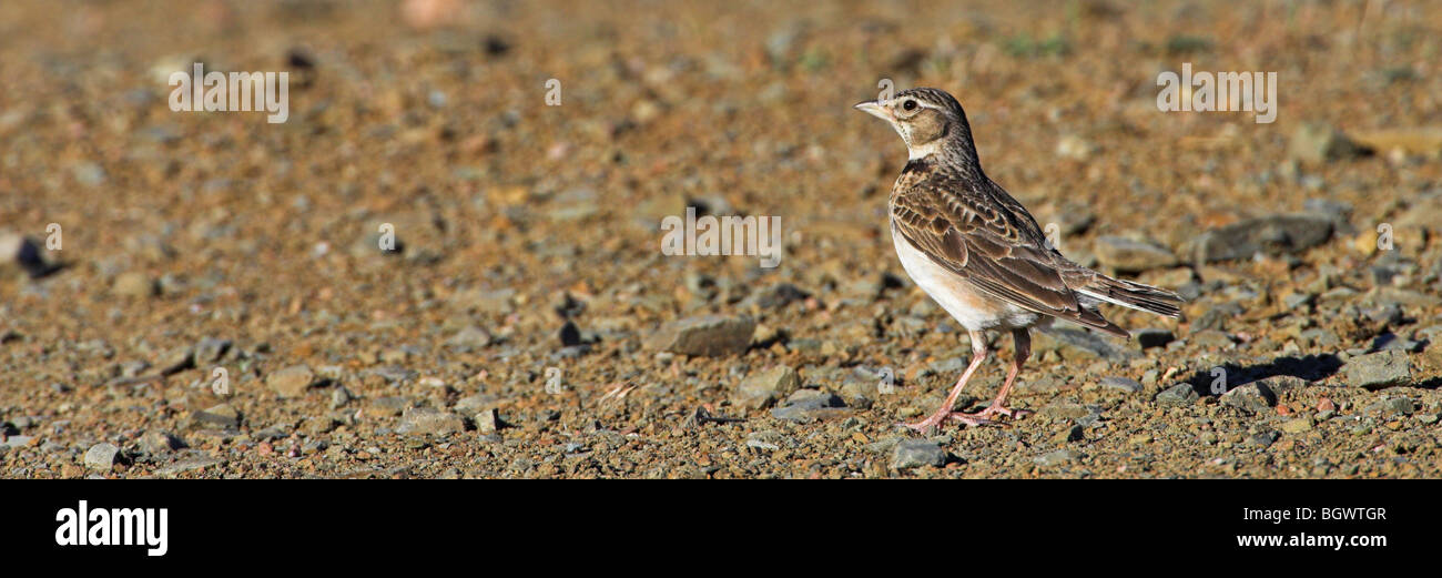 Calandra Lark Melanocorypha calandra Stock Photo - Alamy