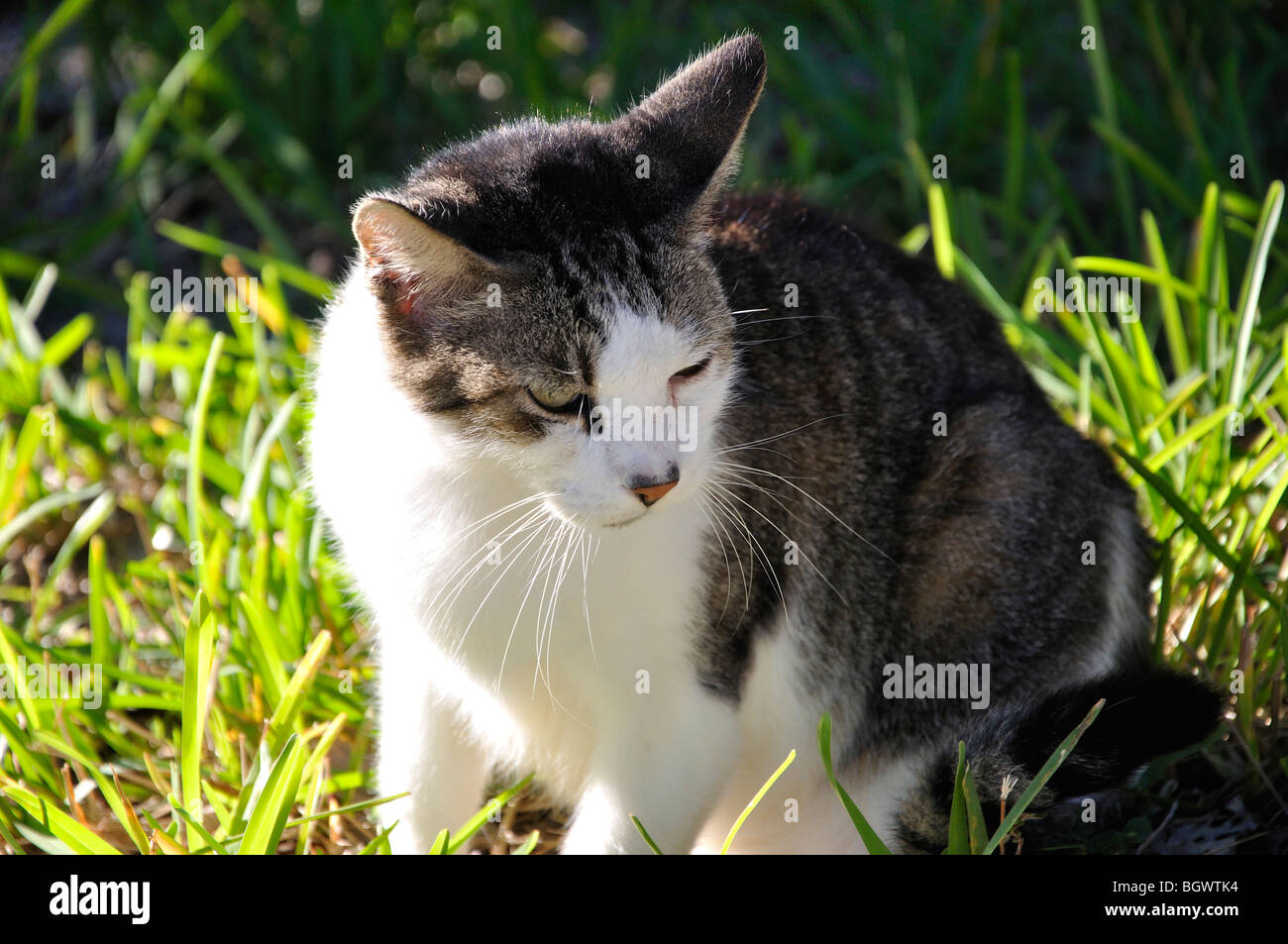 Florida cat hi-res stock photography and images - Alamy