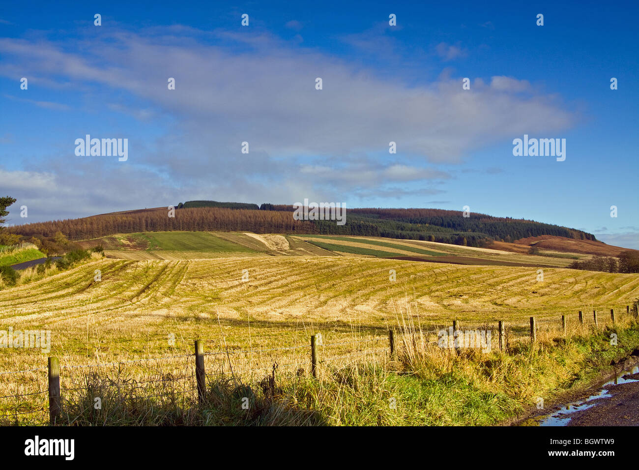 Pine Tree cultivation in the Scottish Highlands Stock Photo - Alamy