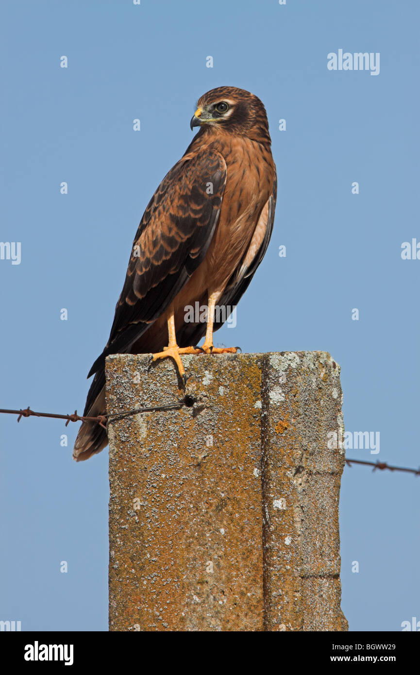 Montagu's Harrier Circus pygargus Stock Photo - Alamy