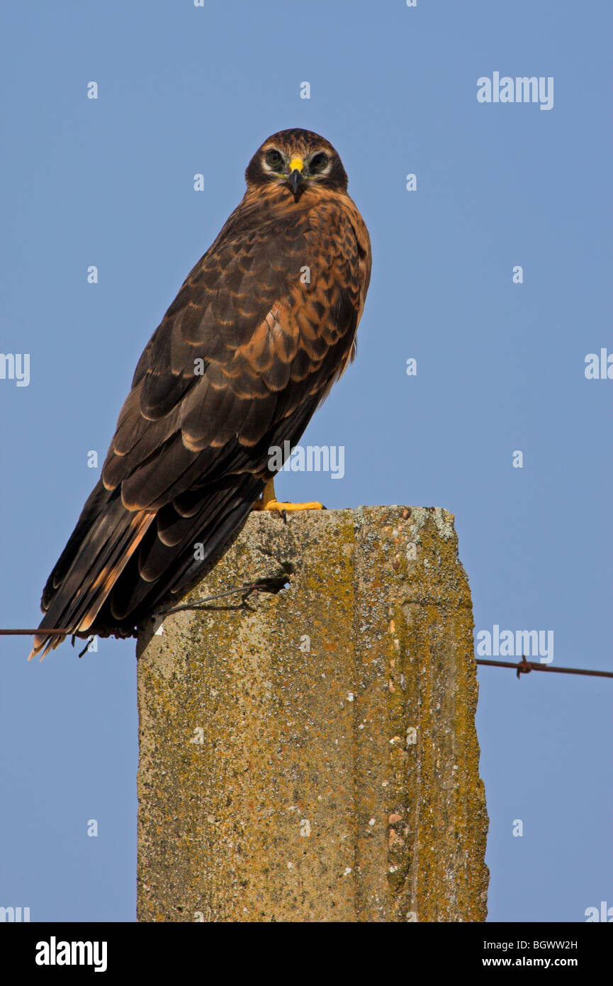 Montagu's Harrier Circus pygargus Stock Photo - Alamy