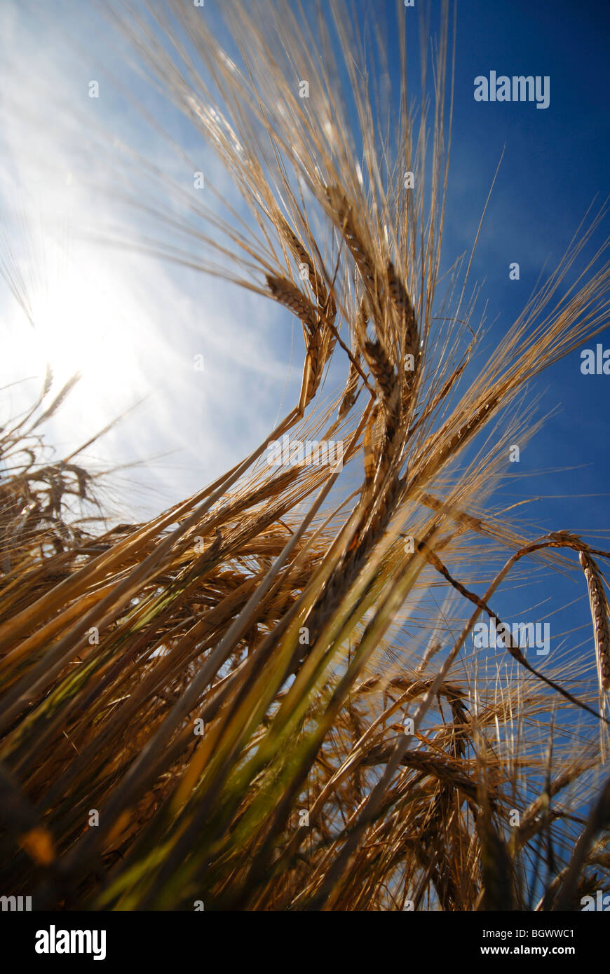 Rye flour products hi-res stock photography and images - Alamy