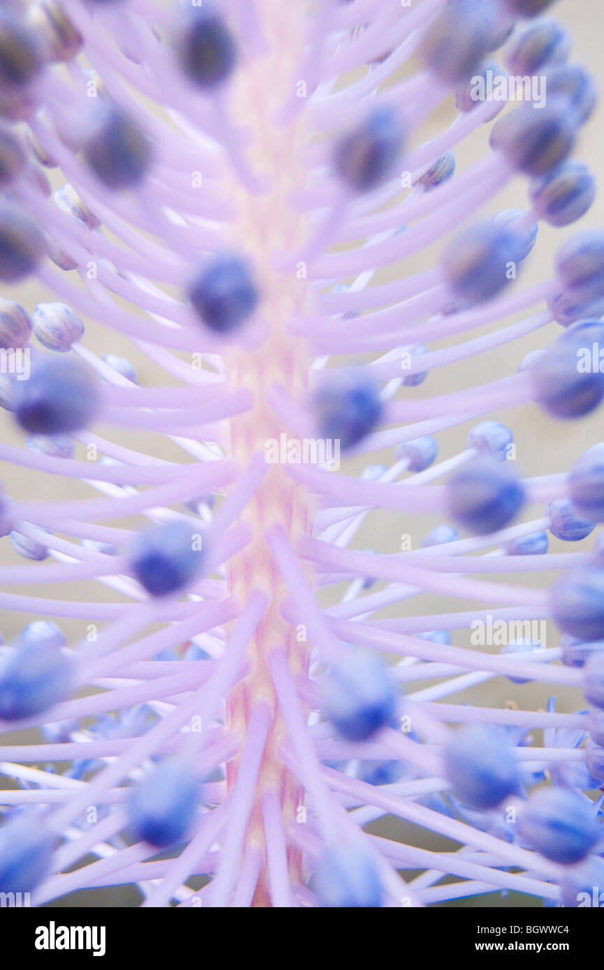 Gardens blue detail hi-res stock photography and images - Alamy