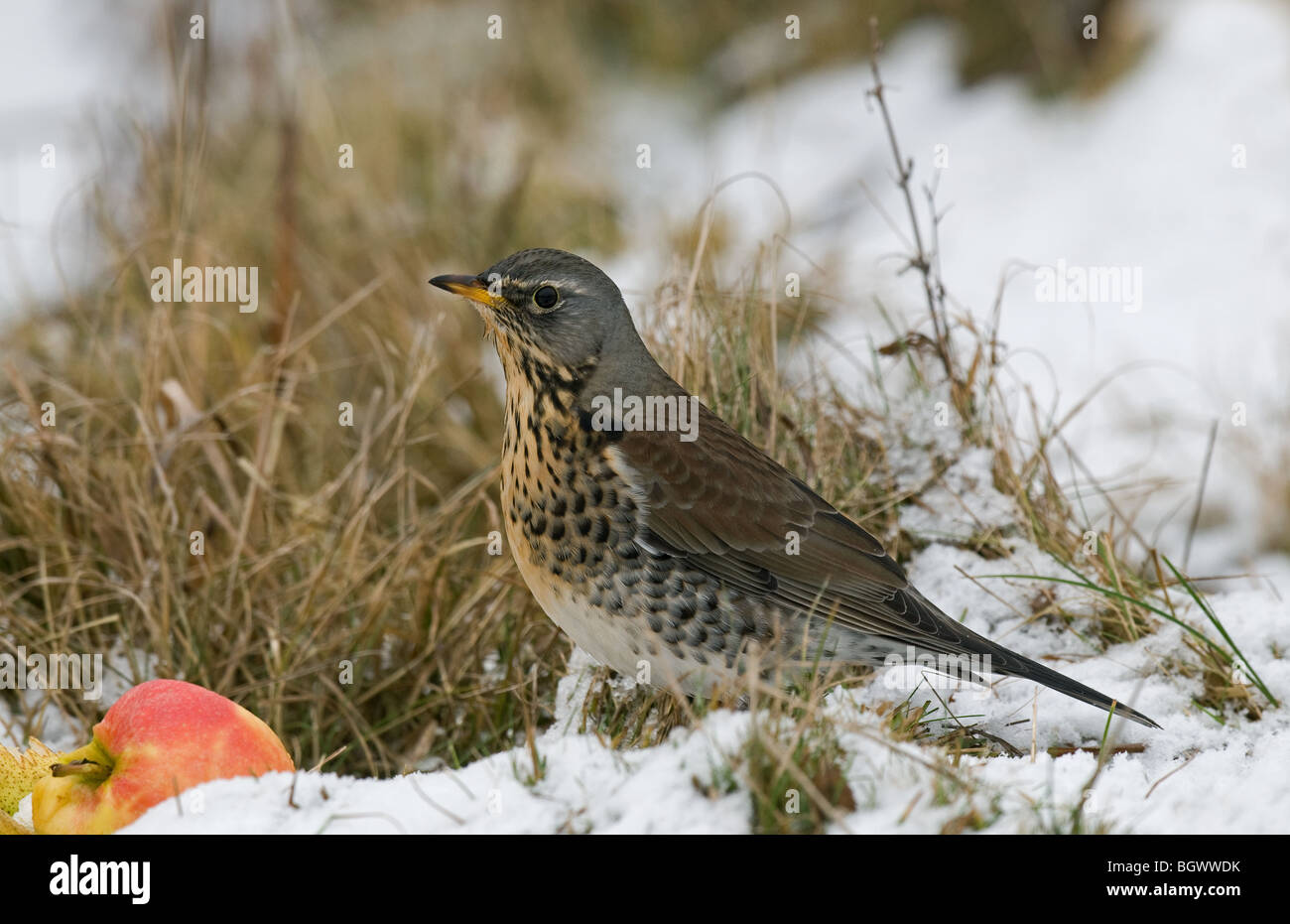 Scandinavian thrush hi-res stock photography and images - Alamy