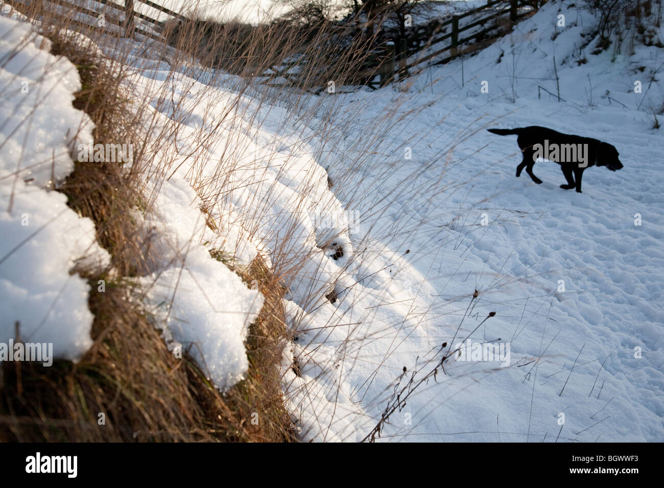 A black labrador dog walking in snow Stock Photo - Alamy