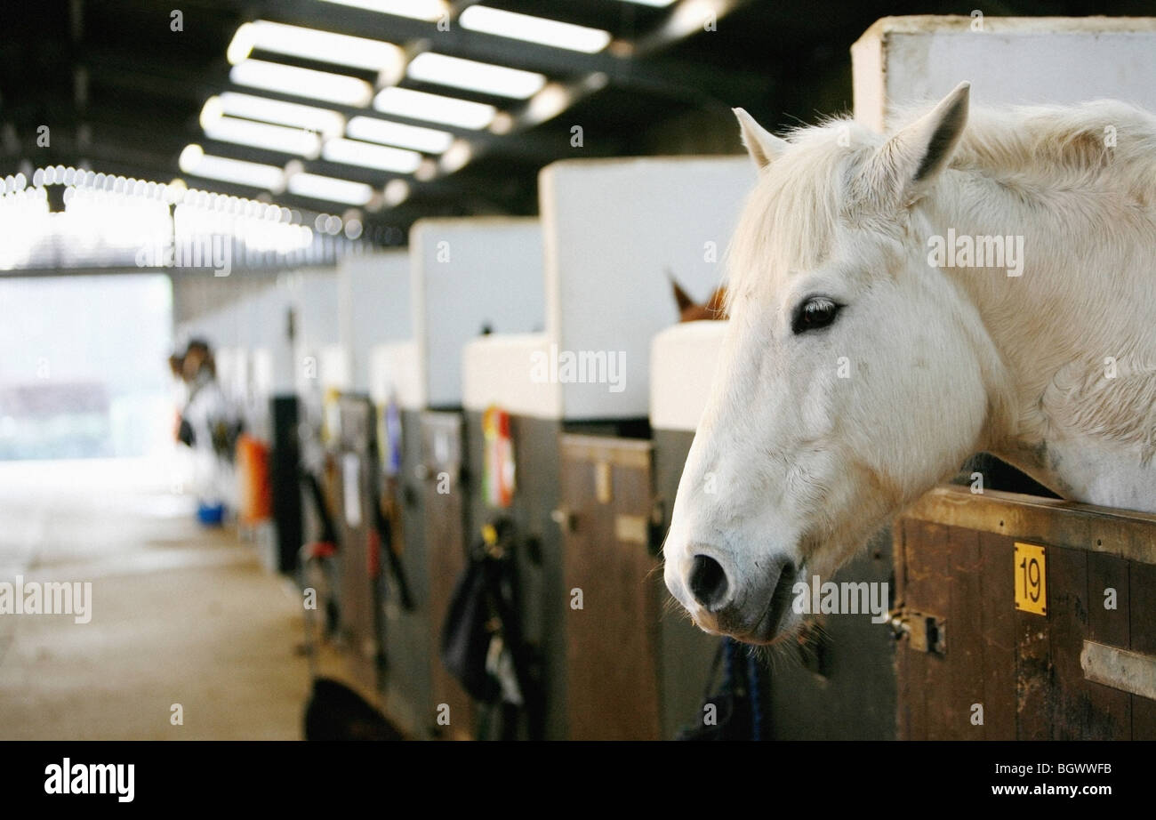 Horse in stables Stock Photo - Alamy