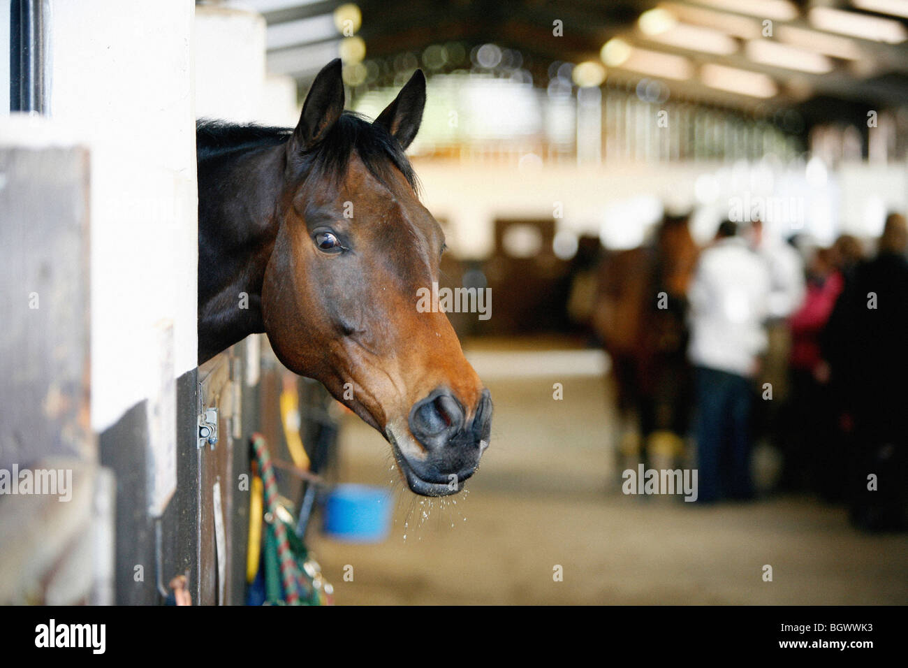 Horse in stables Stock Photo - Alamy