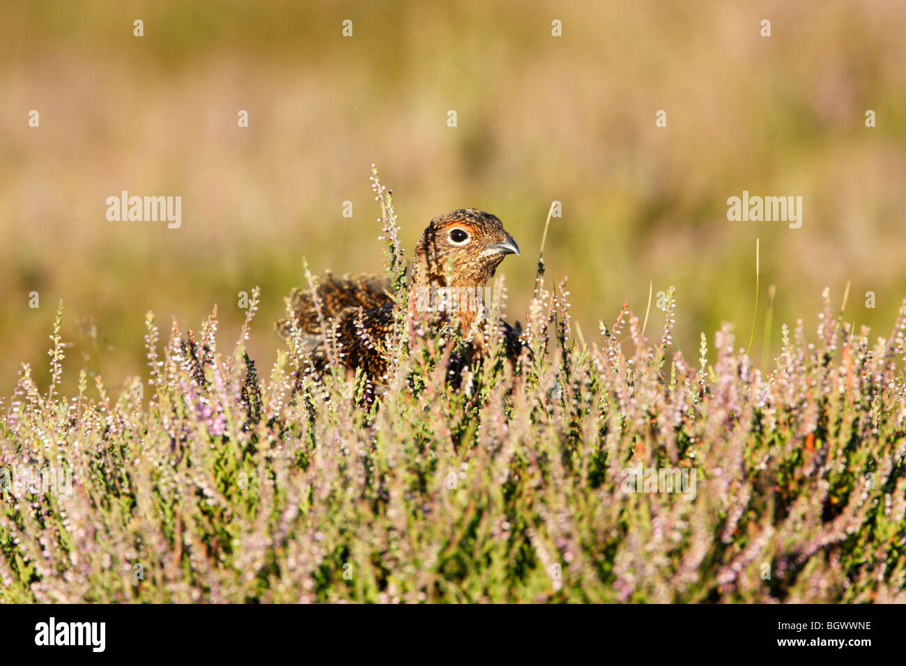 Red grouse female (Lagopus lagopus scotticus) sitting among flowering ...