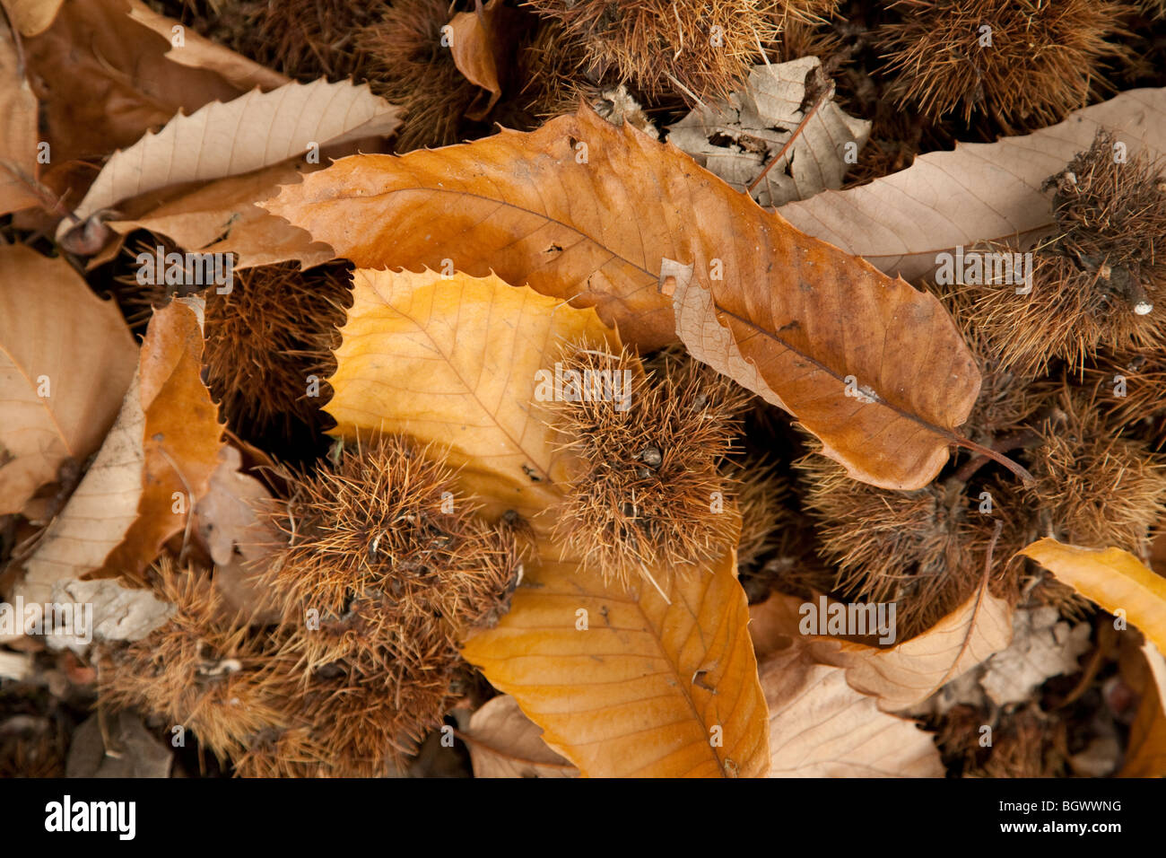 Fallen Spanish chestnut leaves and casings in autumn colours Stock ...