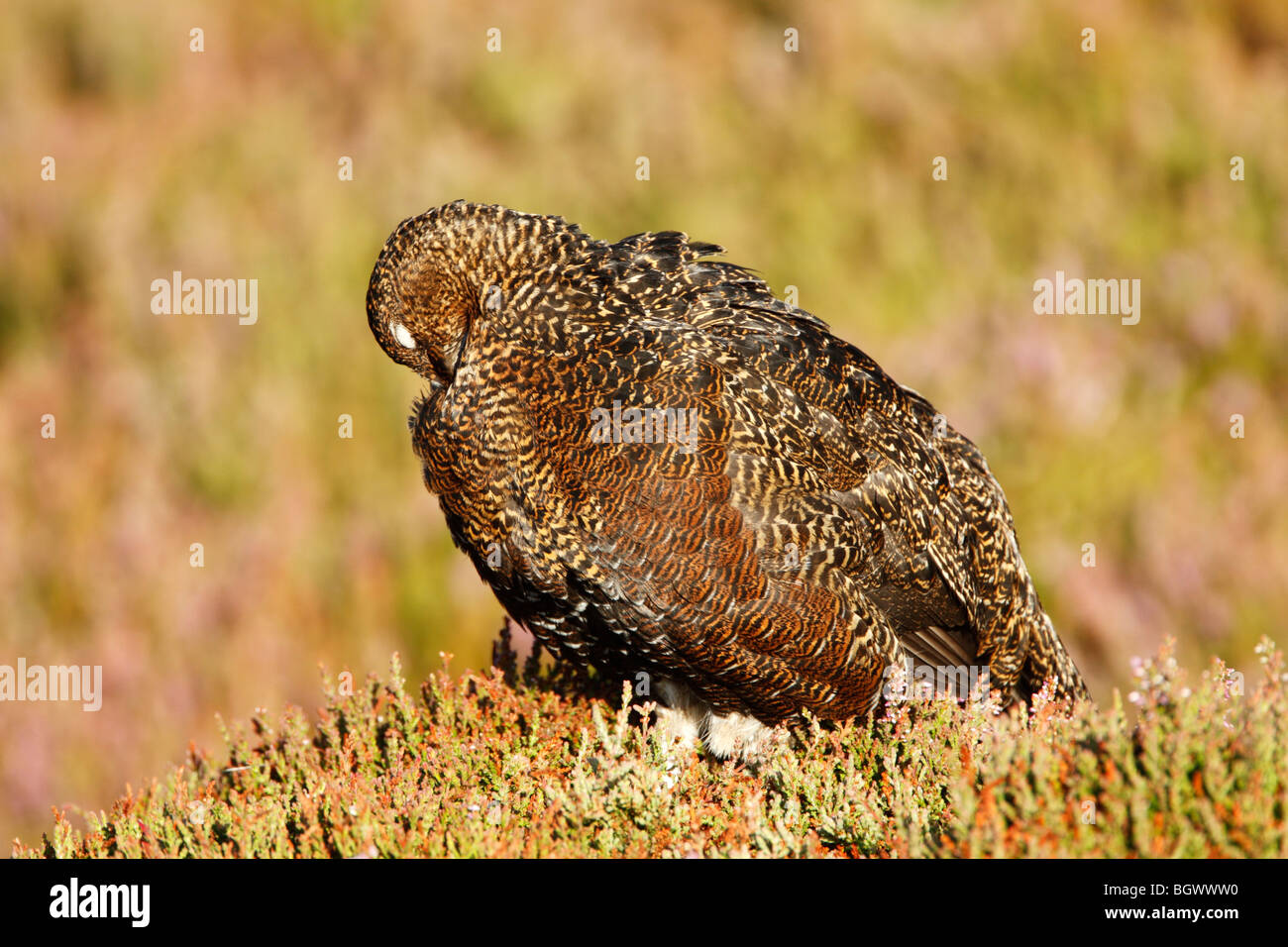 Red grouse female (Lagopus lagopus scotticus) preening among flowering ...