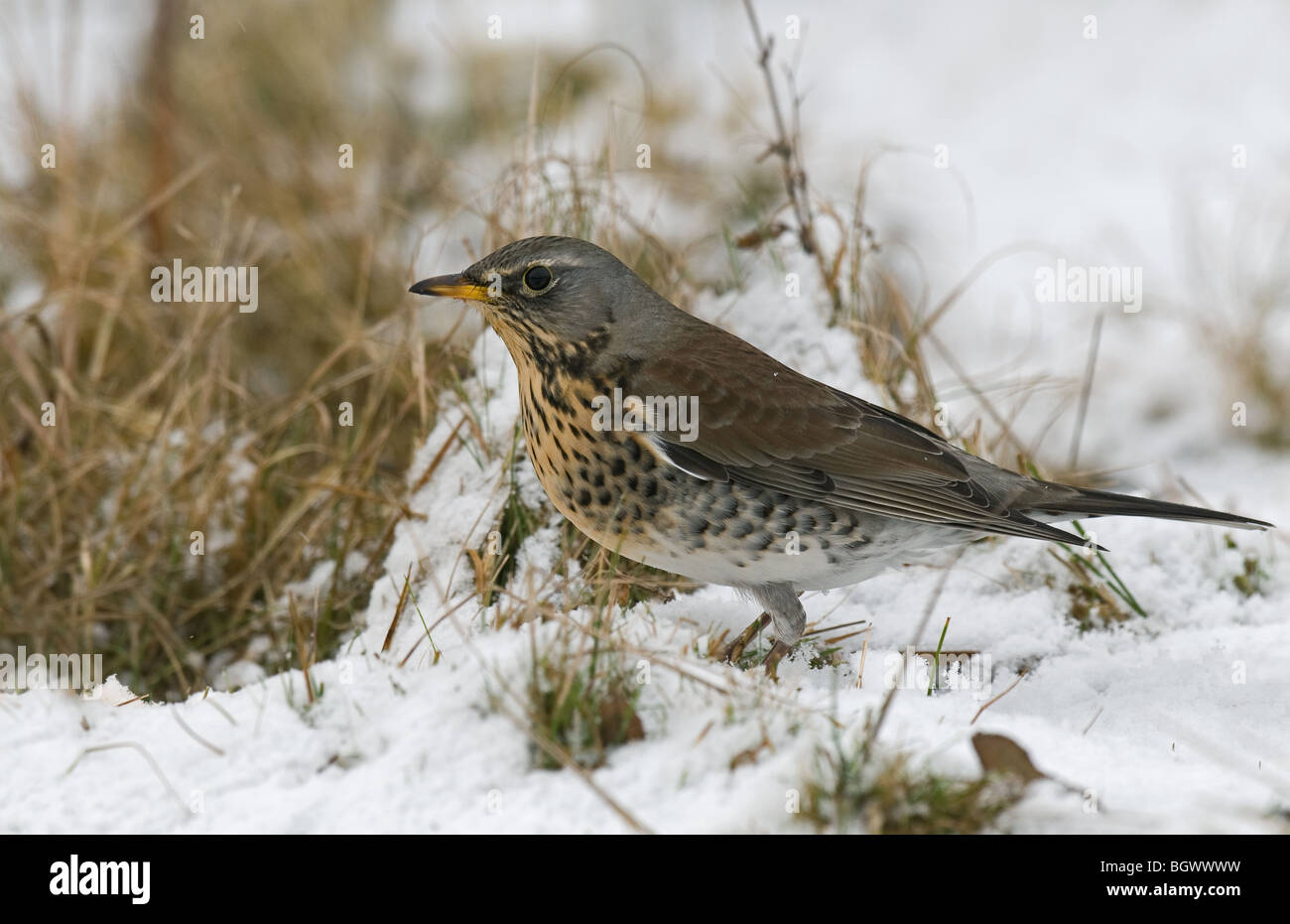 Scandinavian thrush hi-res stock photography and images - Alamy