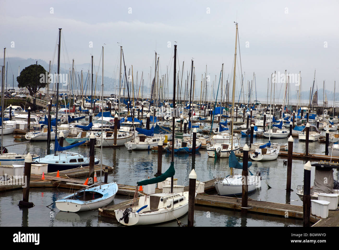Sailboats docked in the Marina, Marina District, San Francisco ...