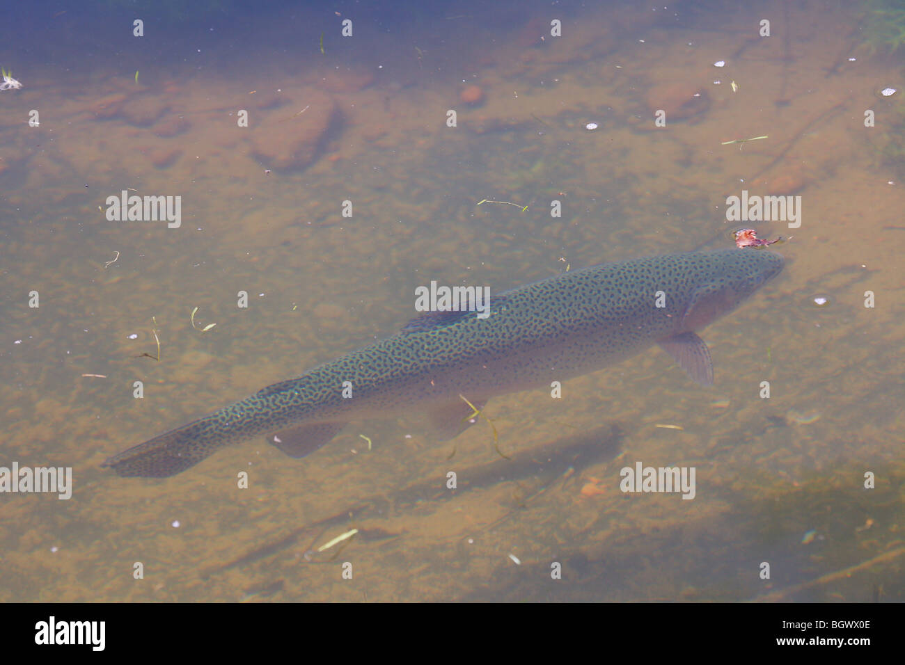 LARGE RAINBOW TROUT SWIMMING UNDERWATER Stock Photo - Alamy