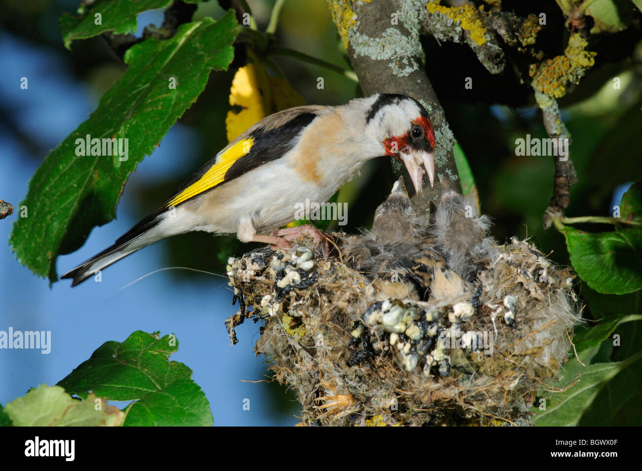 Chick feed food sit goldfinch hi-res stock photography and images - Alamy