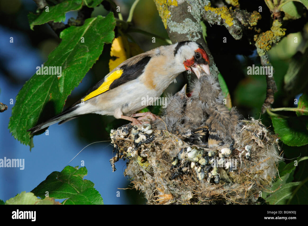 Chick feed food sit goldfinch hi-res stock photography and images - Alamy