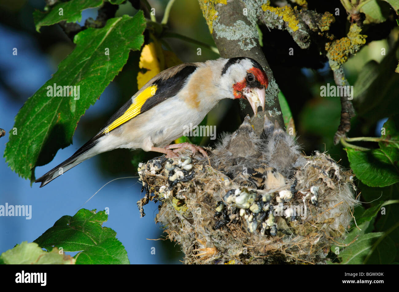 Chick feed food sit goldfinch hi-res stock photography and images - Alamy