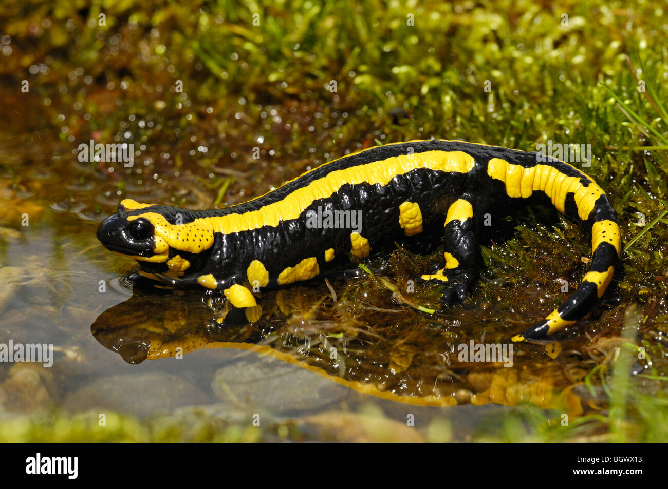 Fire salamander (Salamandra salamandra Stock Photo - Alamy