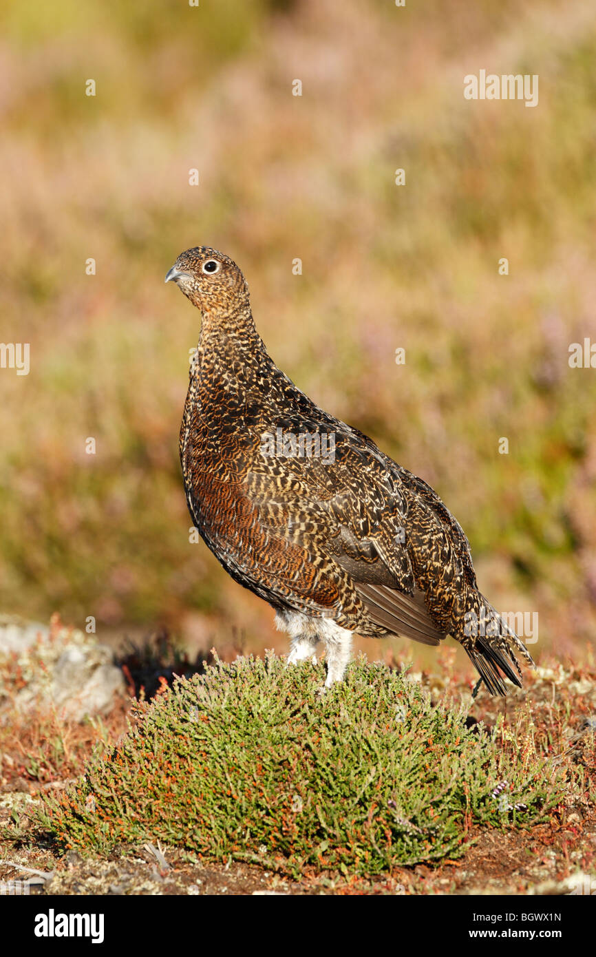 Red grouse female (Lagopus lagopus scotticus) standing on heather in ...