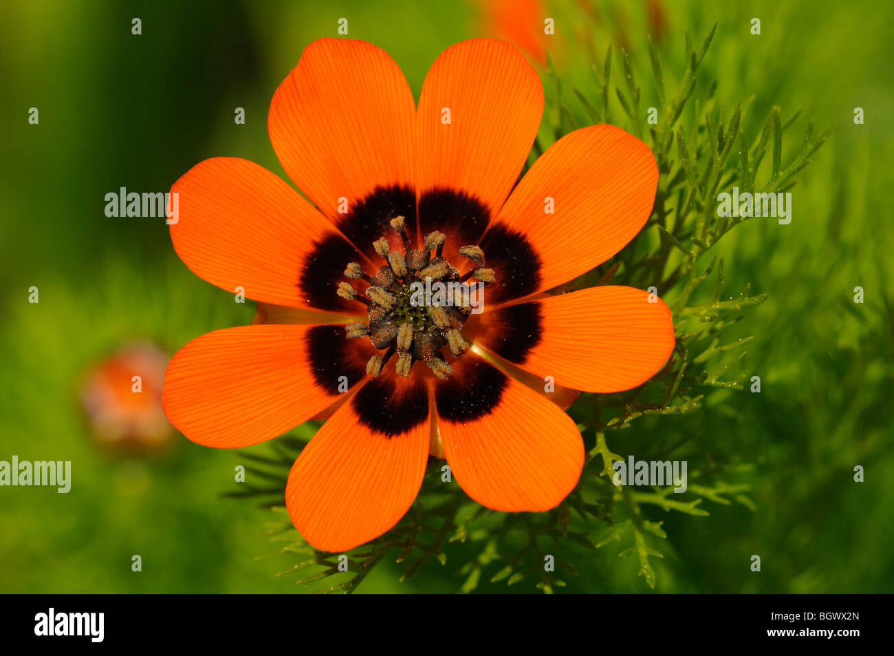Summer Adonis (Adonis aestivalis Stock Photo - Alamy