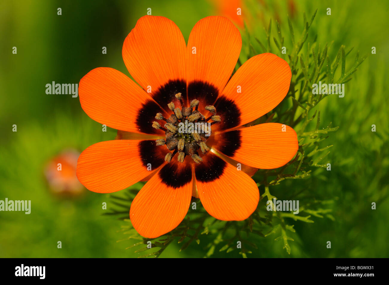 Adonis Aestivalis High Resolution Stock Photography and Images - Alamy