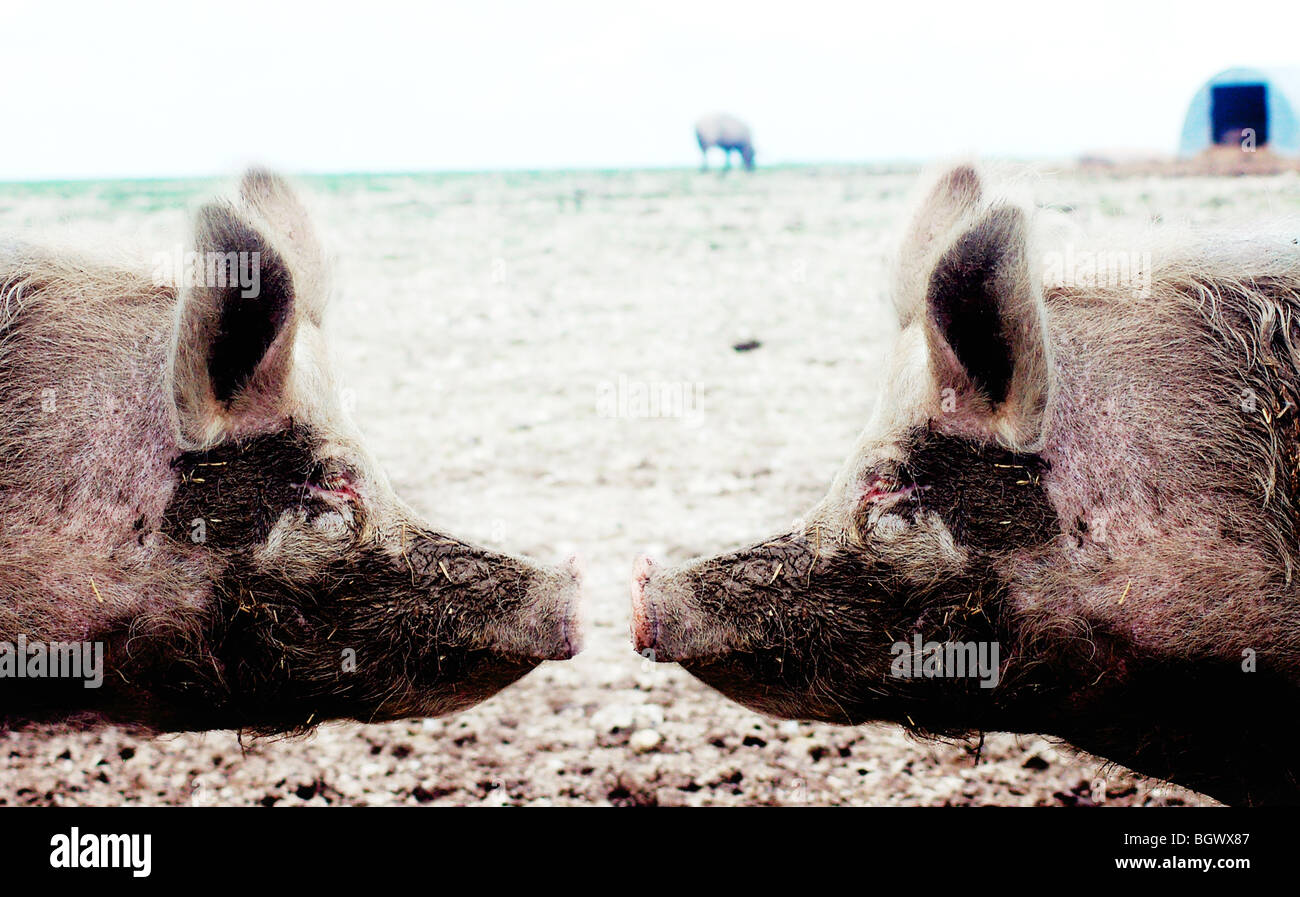 two pigs kissing Stock Photo - Alamy