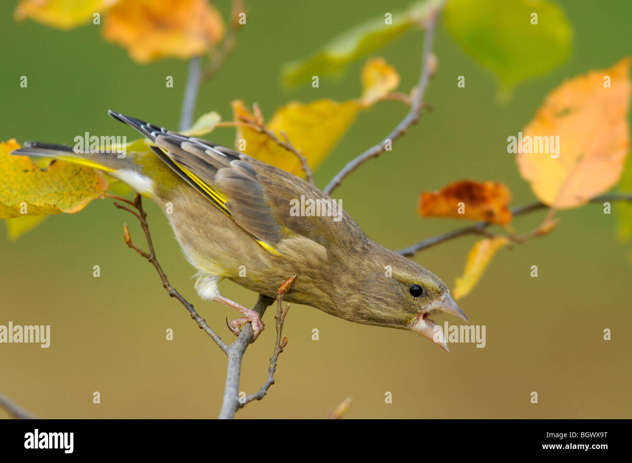 Greenfinch (Carduelis chloris Stock Photo - Alamy