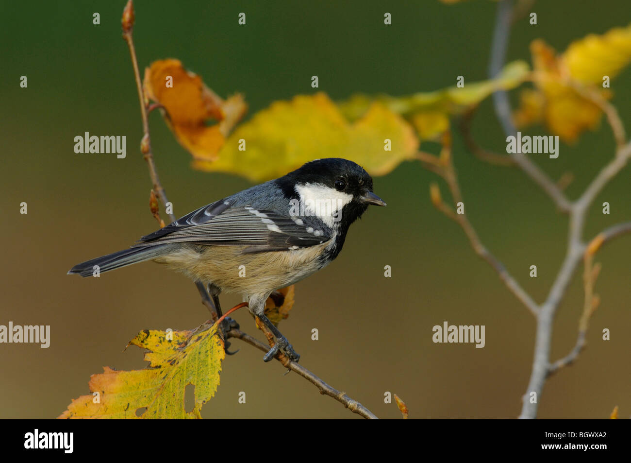 Coal Tit (Periparus ater Stock Photo - Alamy