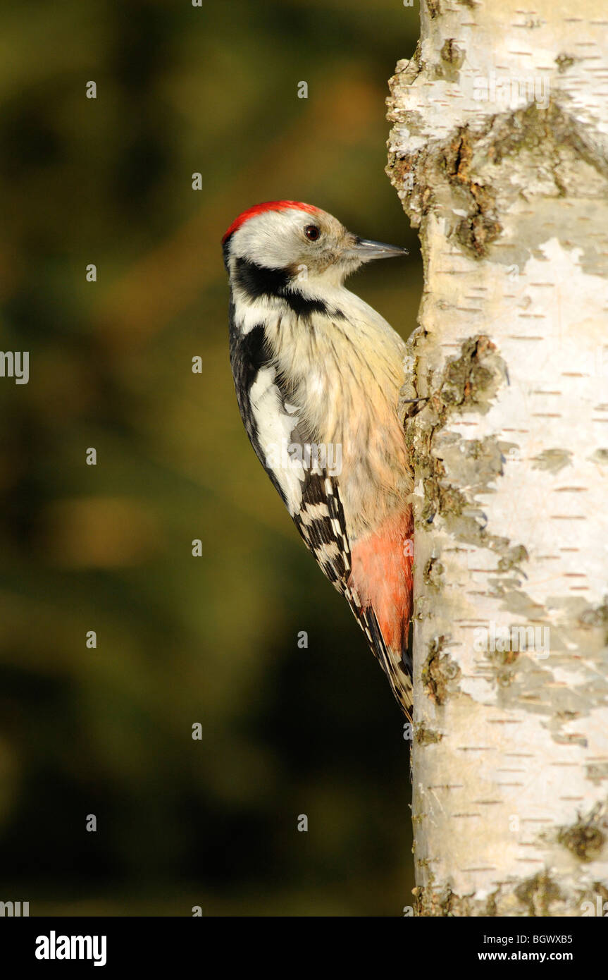 Middle spotted woodpecker male hi-res stock photography and images - Alamy